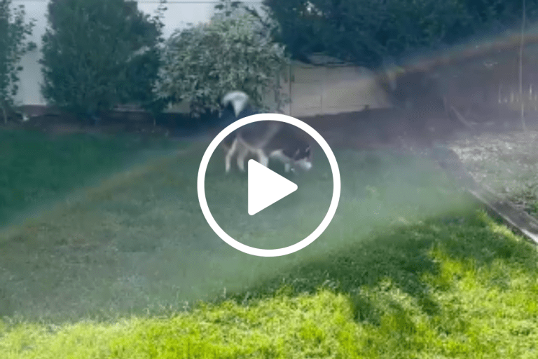 Jax The Husky Needs to Poop, But Can't Find The Right Spot - Wide Open ...