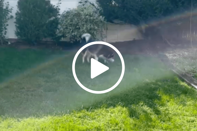 Jax The Husky Needs to Poop, But Can't Find The Right Spot - Wide Open ...