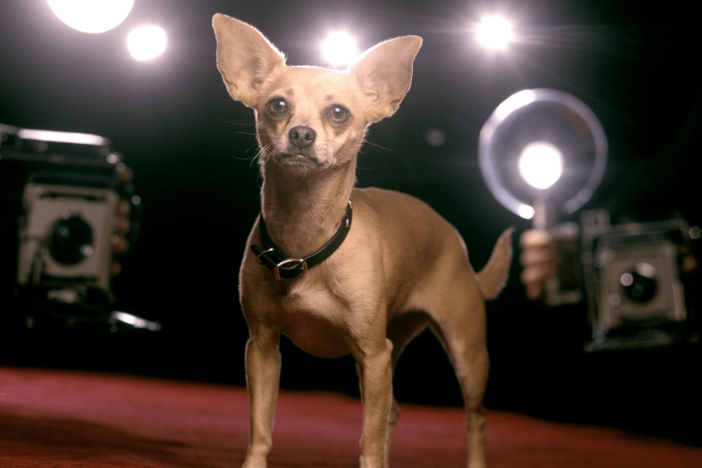 Taco Bell Dog: Who Was Gidget & Where Did She Go?