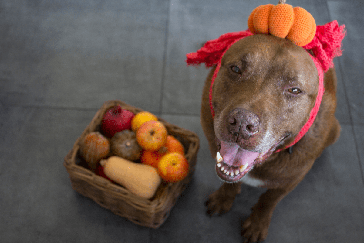 Big Dog Halloween Costumes: Bigger is Better With These Petrifying Picks