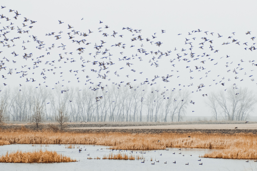 Understanding Migratory Bird Flyways and How to Hunt Them - Wide Open ...