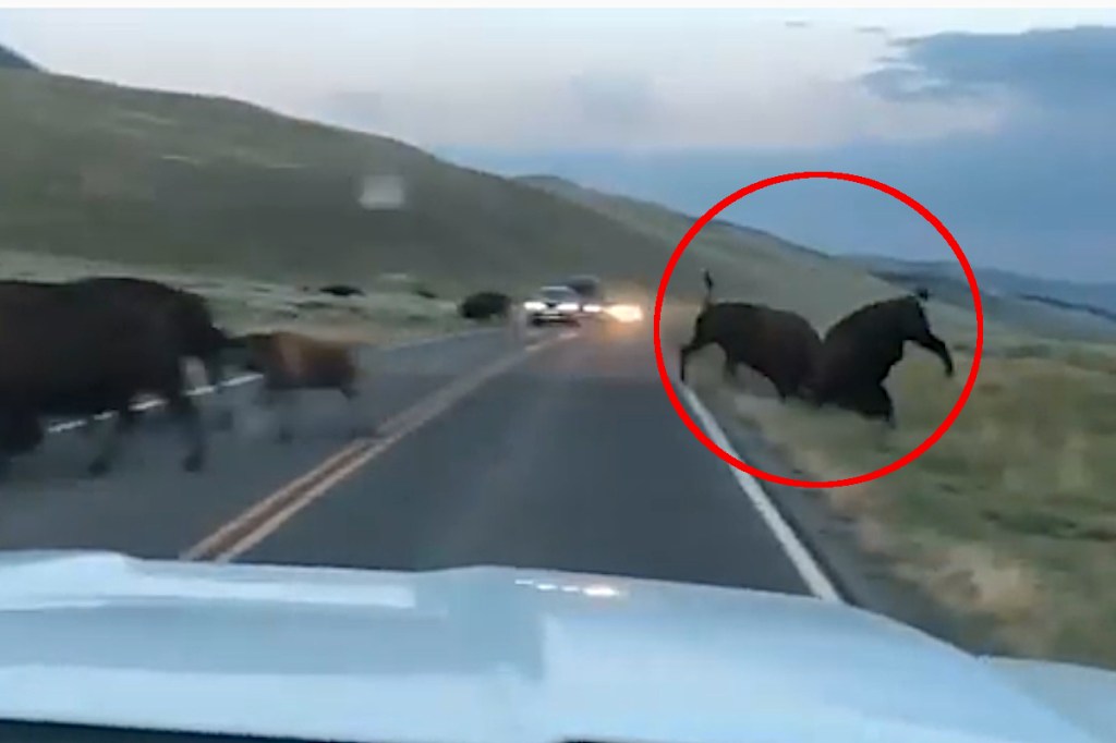 Angry Bull Bison Displays Brute Strength By Sending Rival Flying During ...