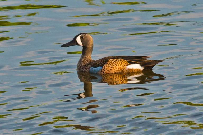 Blue Winged Teal: The First Duck Species to Target in the Fall - Wide ...