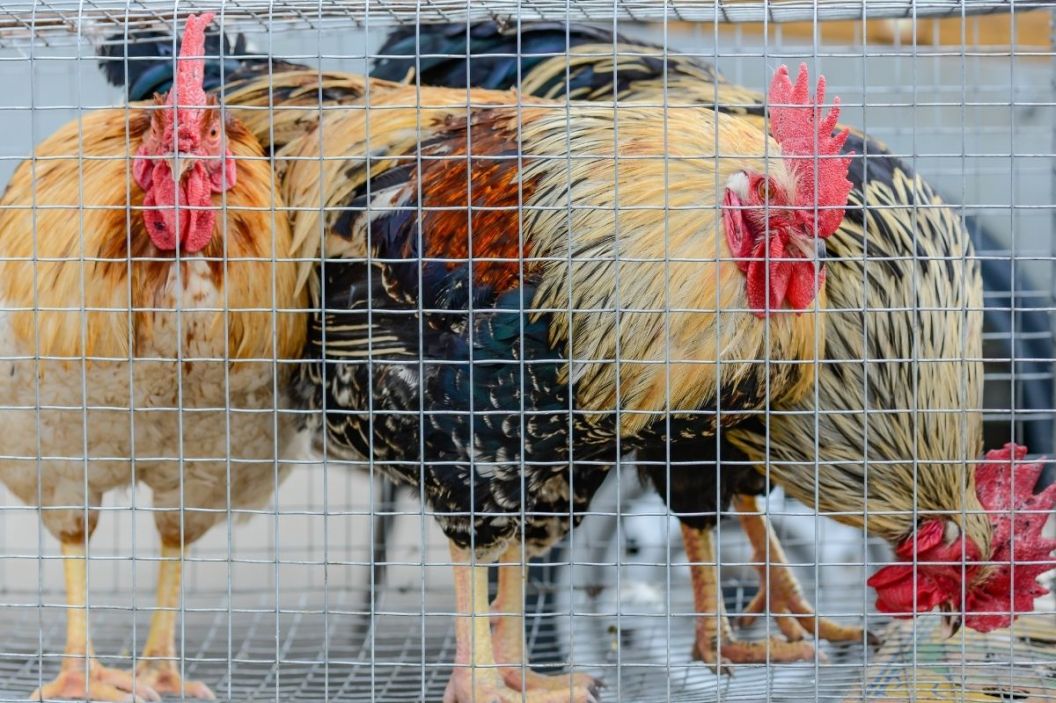Chicken Wire vs. Hardware Cloth: 5 Best Options of 2022