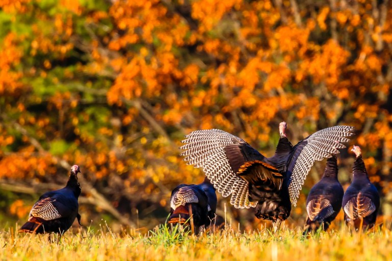 This Turkey Headshot Just Might Be the Best-Placed Shot Ever