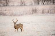Warm Weather Deer Hunting Tactics and Expert-Picked Gear