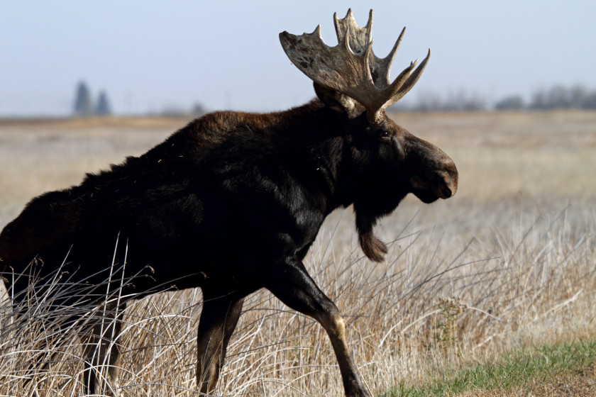 Moose Hunting: 10 Best Places to Harvest a Moose in the U.S.