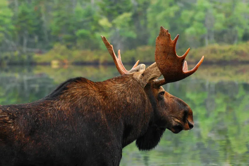 North American Game Animals: 12 Species for Your Bucket List
