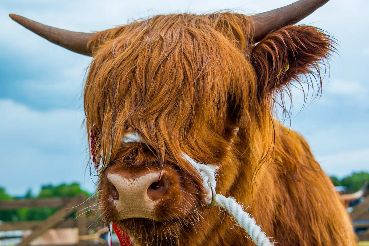 12 Blow-Dried Cows That Look Like They Just Came From The Salon