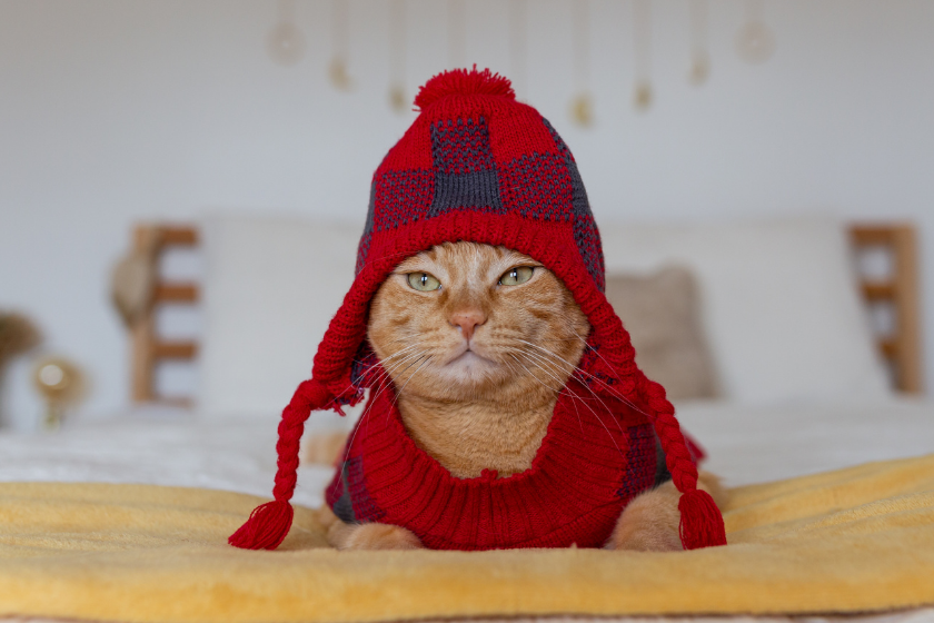 8 Sweaters for Cats to Warm Up and Accessorize Your Feline Friend