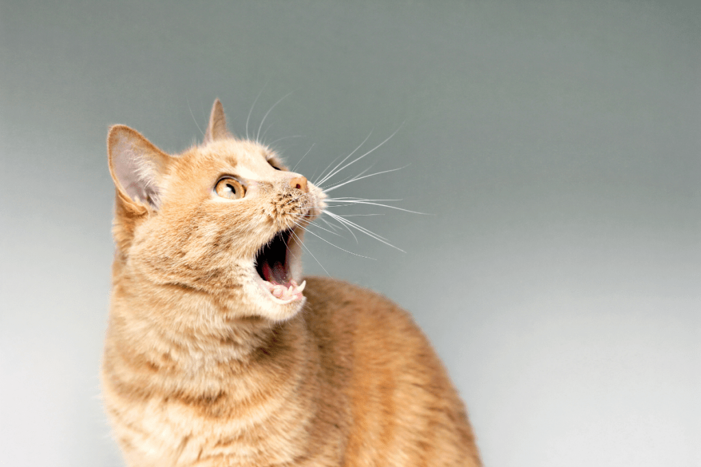 What Is Caterwauling? 6 Reasons Why Cats Do It + How to Stop It
