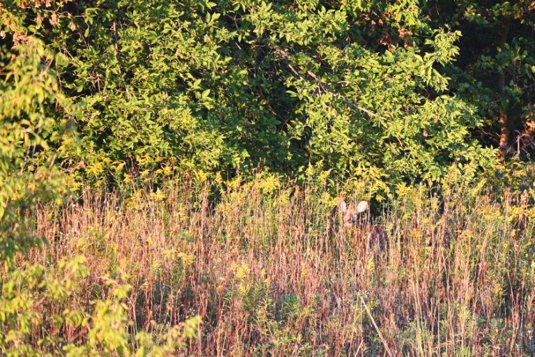 Best Deer Hunting Times: Maximizing Hours In Whitetail Season