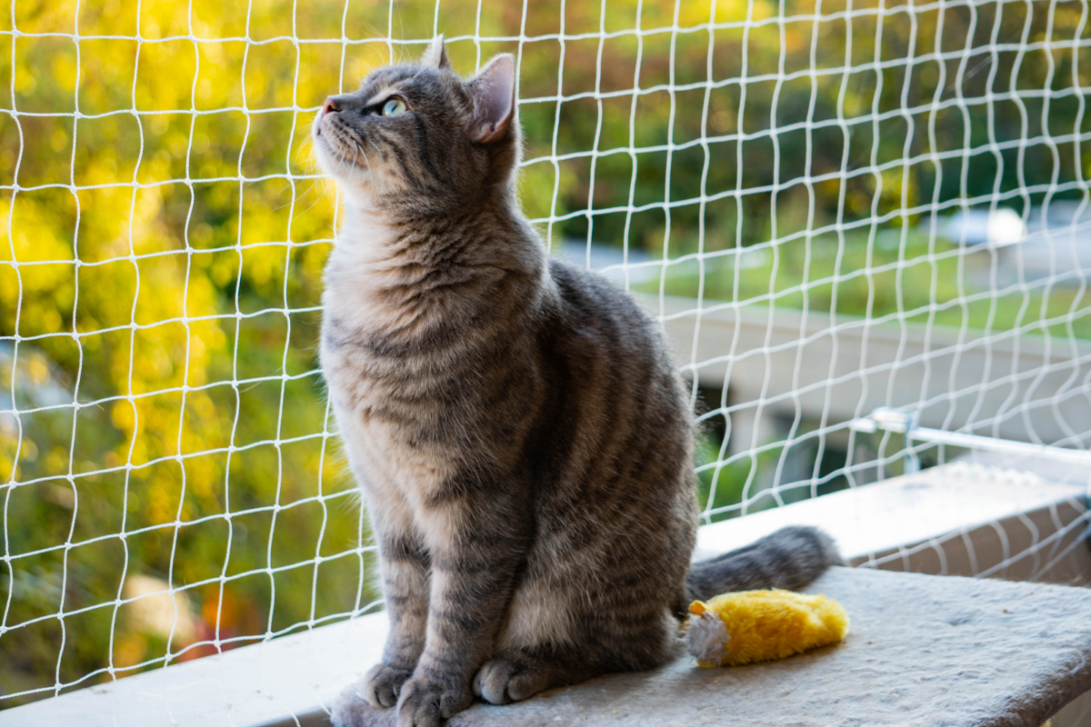8 Catios for Your Cat's Staycation, From Portable Pop-Ups to Full Luxury