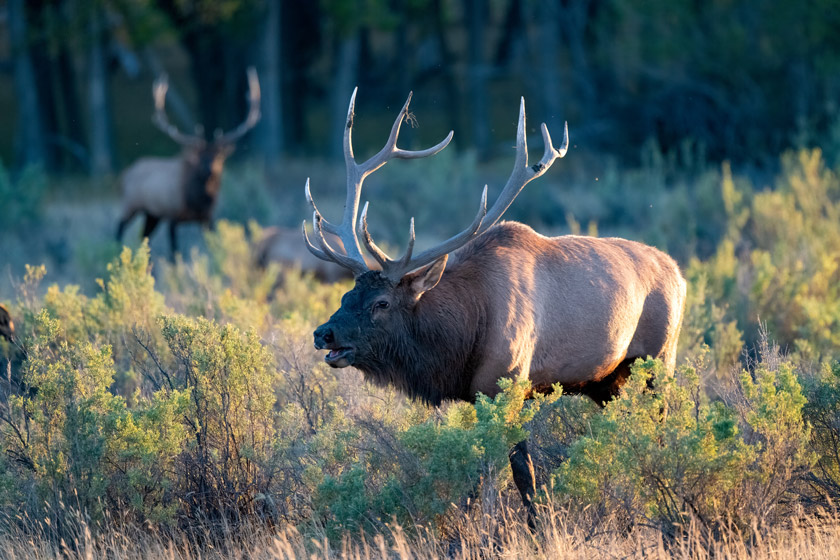 Michigan Elk Hunting: How to Go On a Once-in-a-Lifetime Hunt