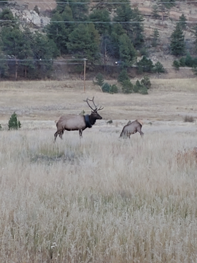 Bull Elk With Tire Around Neck for Two Years Finally Freed by Colorado ...