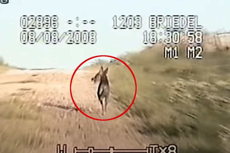 El Chupacabra: The Explanation for the Spooky Goat Sucker Legend