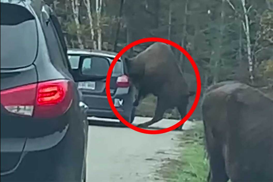 Bison Gets Head Stuck in Vehicle's Window for 10 Minutes, Frantically ...