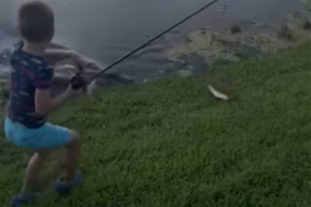 Florida Alligator Swipes Young Boy's Fish and Fishing Pole - Wide Open ...