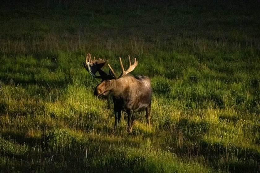 Moose Hunting Rifle: Calibers, Features, and a Few Suggestions - Wide ...