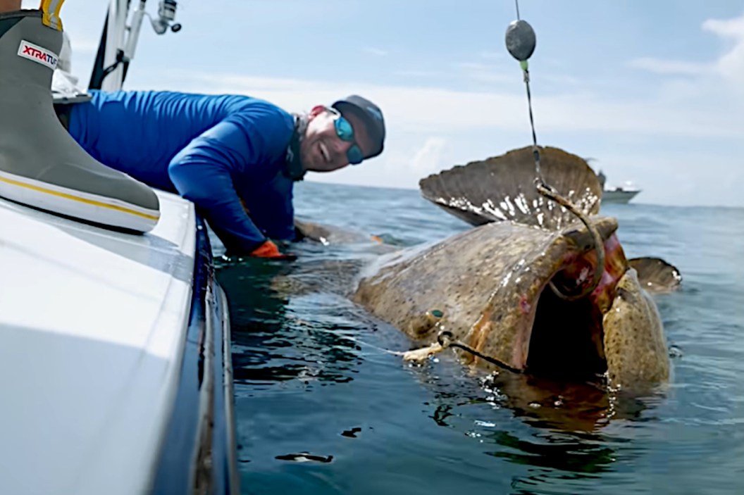 Florida Goliath Grouper Harvest Officially Approved After 33-Year Ban