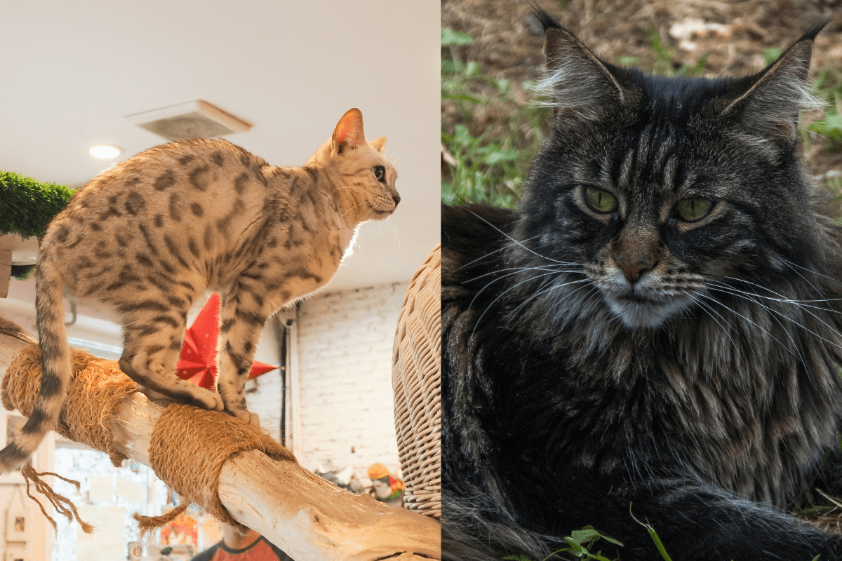 Bengals, Maine Coons & Abyssinians: Living With Big Personality Cats