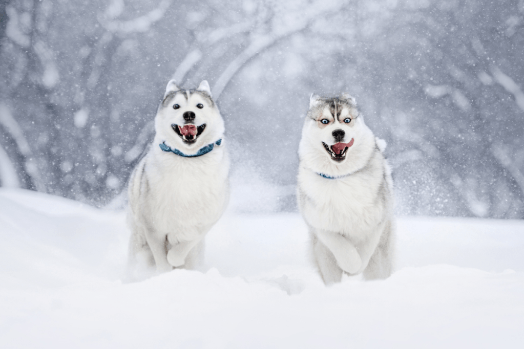 10 Animals Smiling Their Way Through Cold Winter Months