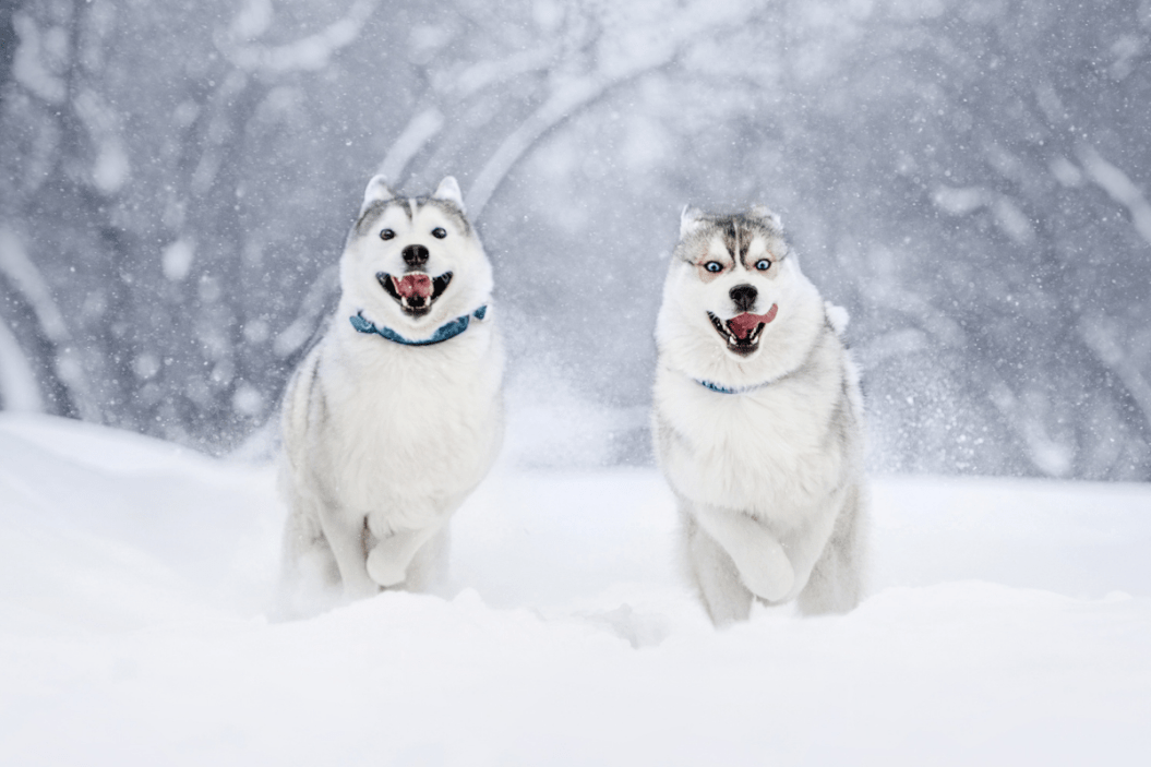 10 Animals Smiling Their Way Through Cold Winter Months