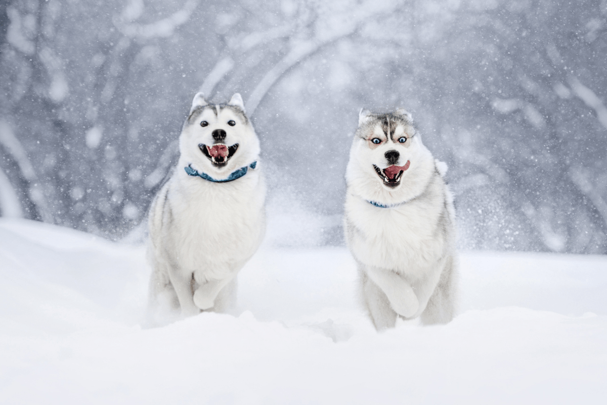 10 Animals Smiling Their Way Through Cold Winter Months