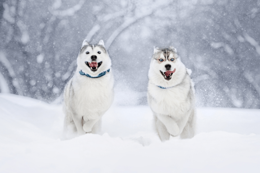 10 Animals Smiling Their Way Through Cold Winter Months