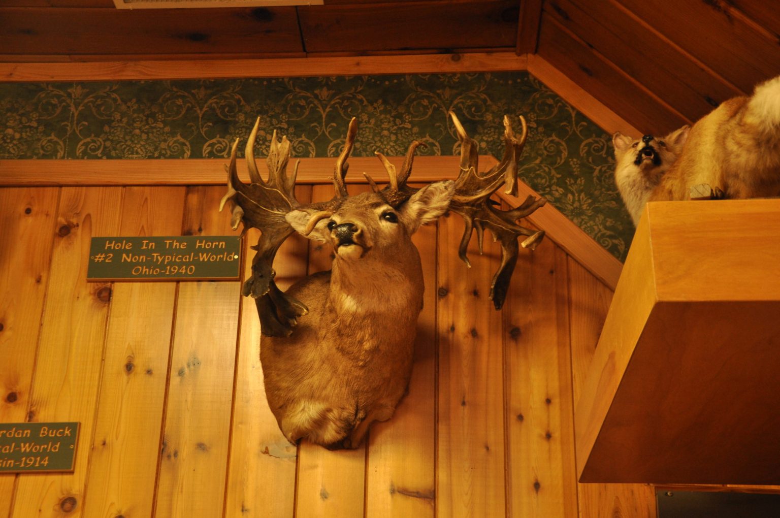 Typical vs. Non-Typical Deer: Understanding the Difference