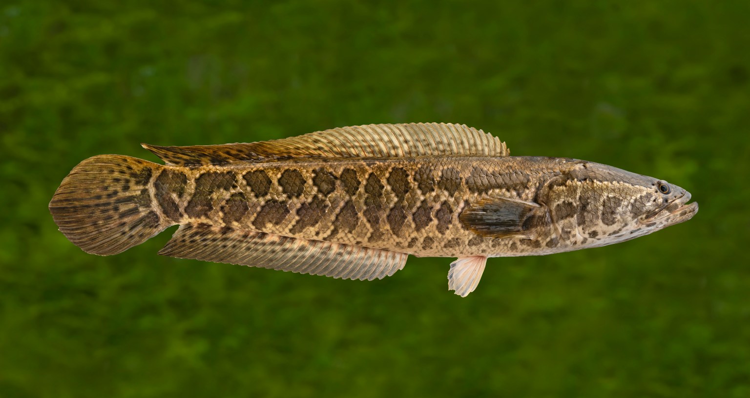 The 8 Most Problematic Invasive Species in Florida Right Now