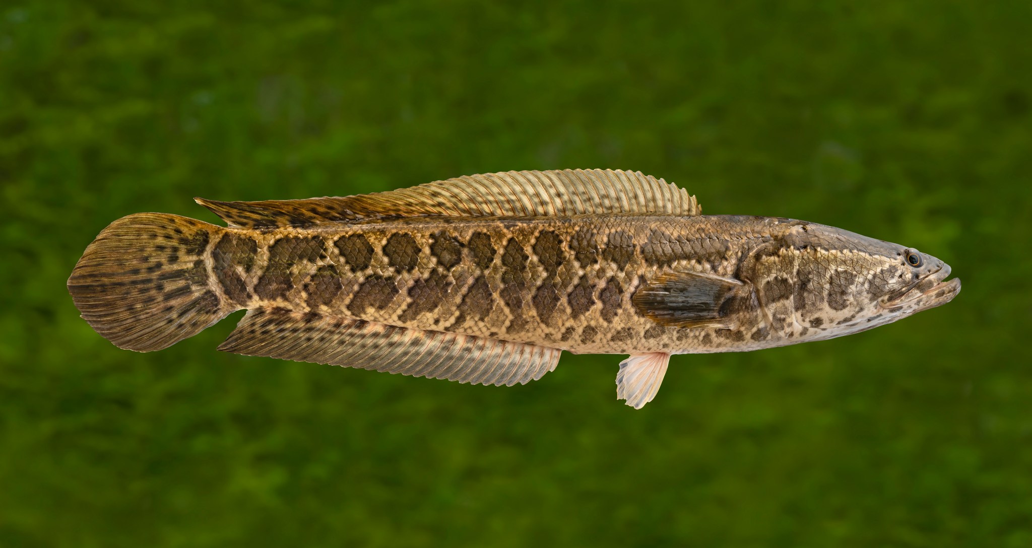 The 8 Most Problematic Invasive Species in Florida Right Now