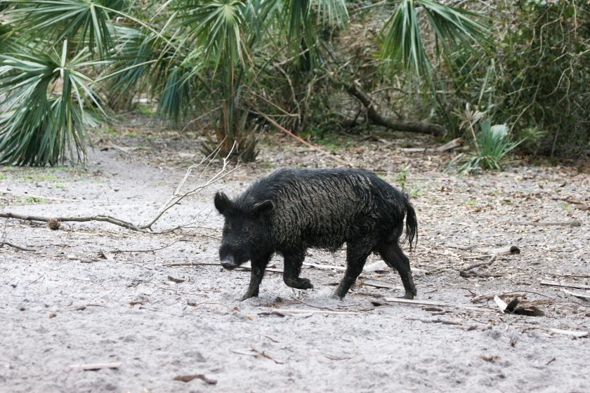 The 8 Most Problematic Invasive Species in Florida Right Now