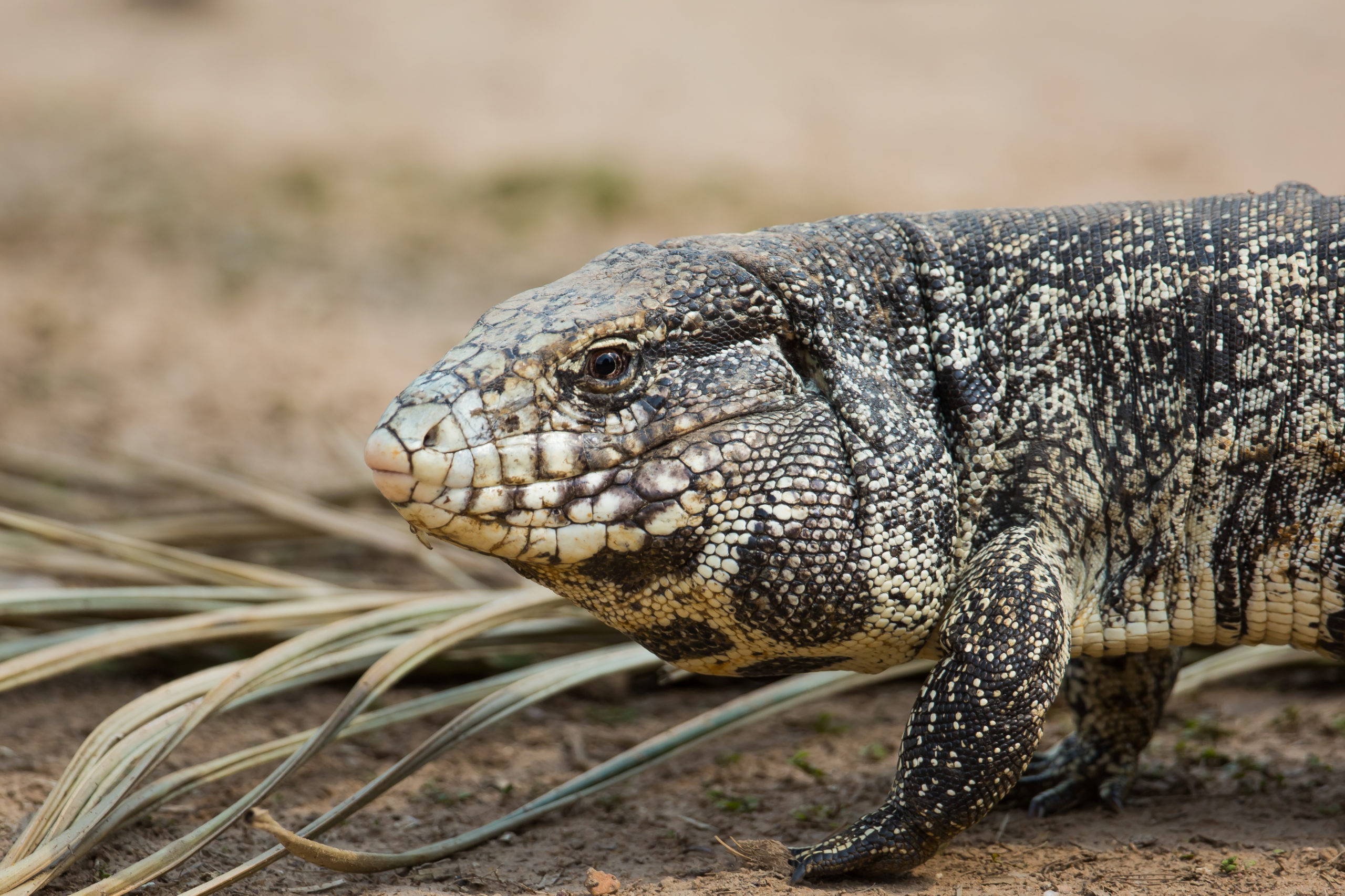 The 8 Most Problematic Invasive Species in Florida Right Now