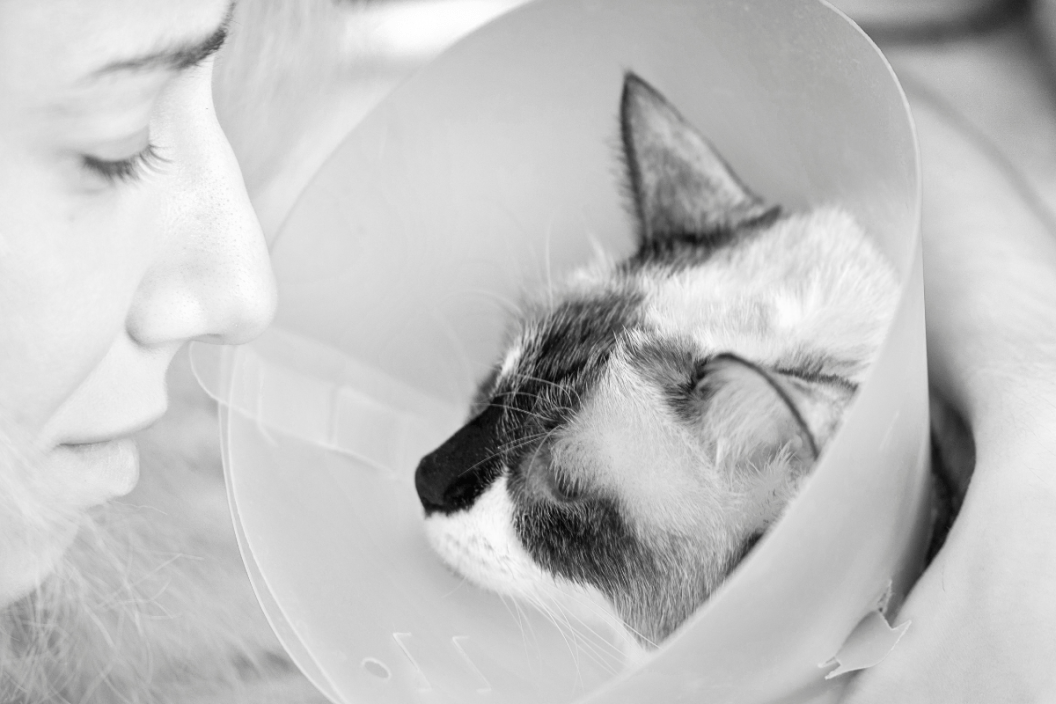 Pet Cancer Diagnosis Signs Treatment Support pet-cancer-diagnosis-signs-treatment-support
