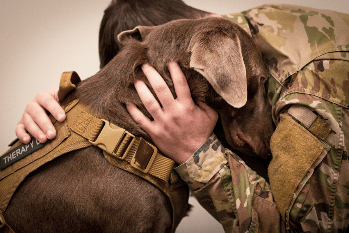 10 Military Dog Breeds