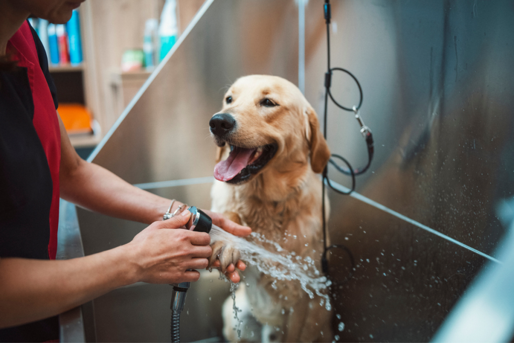 7 Best Scent-Free Shampoos and Detergents for Women Hunters - Wide Open ...