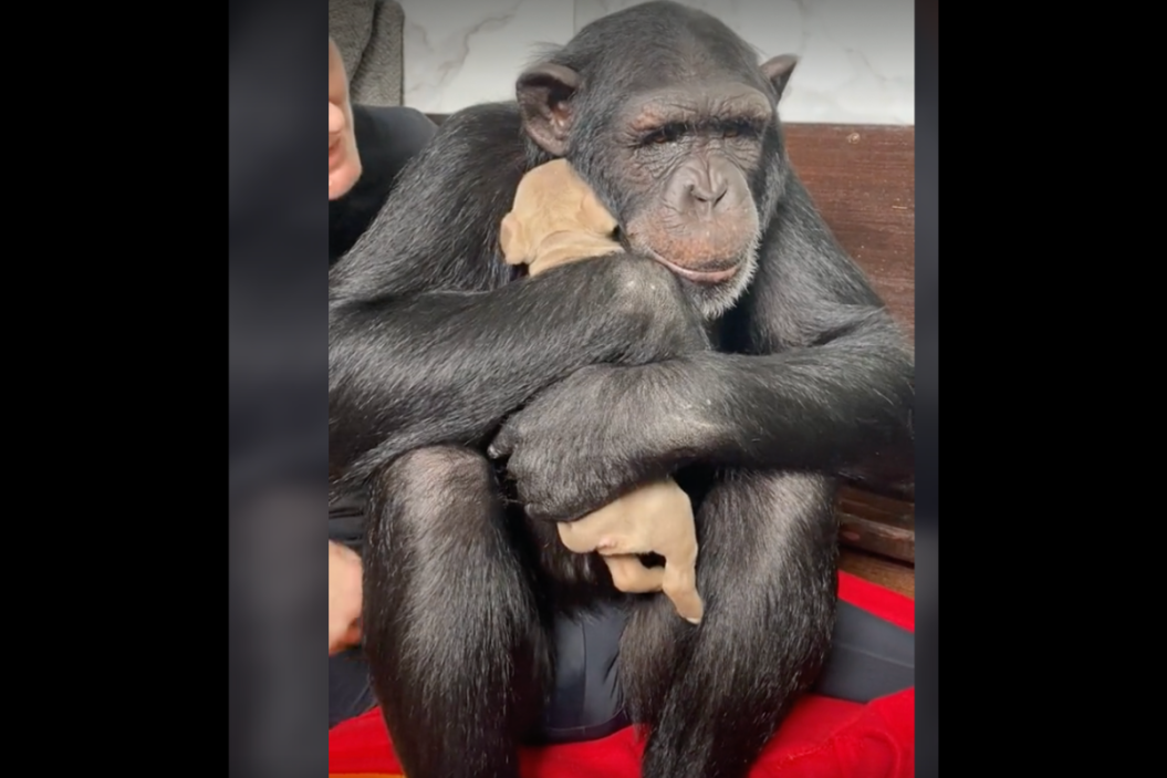 Vali The Chimp & Puppy Become Best Friends At First Snuggle