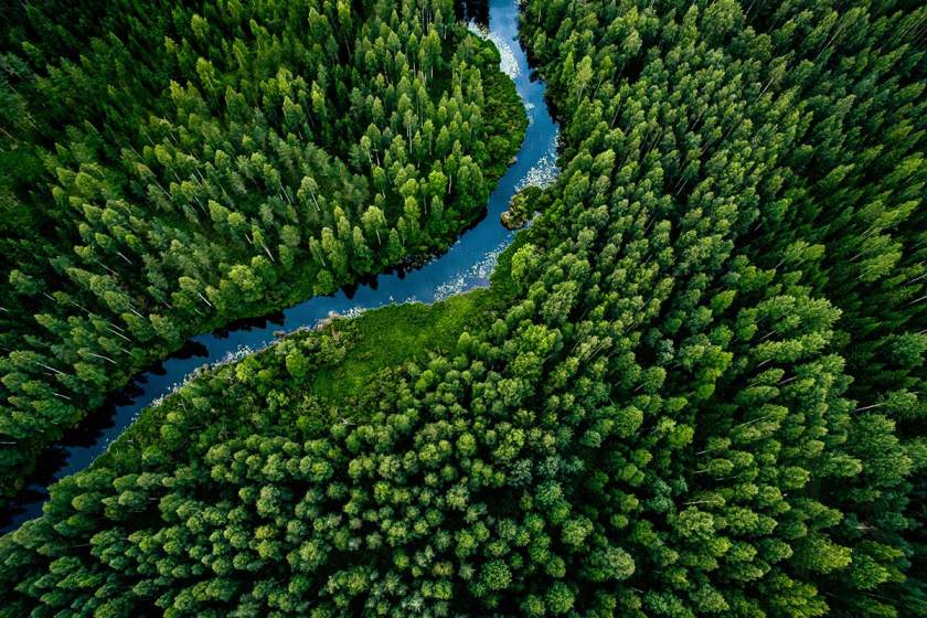 9 of the World's Most Beautiful Forests - Wide Open Spaces