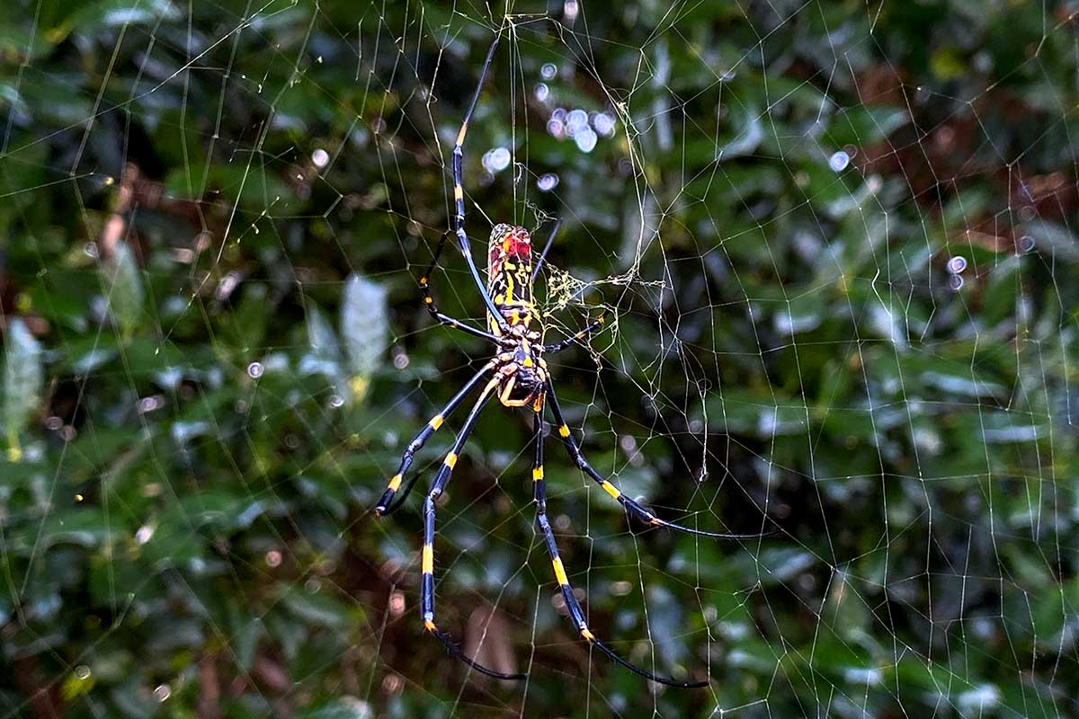 Joro Spiders in Georgia: Do the Large Yellow Arachnids Bite? - Wide ...