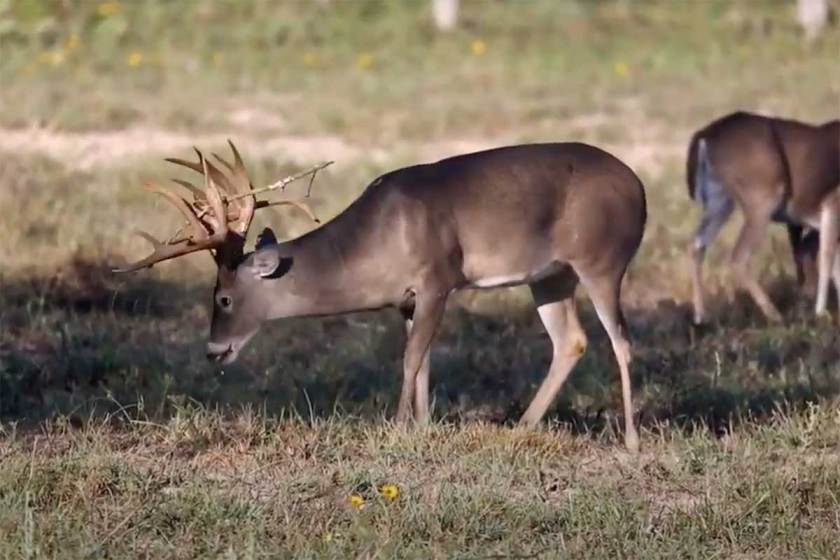 King Ranch Whitetail Hunt: How Much Does It Cost to Hunt the Flagship ...