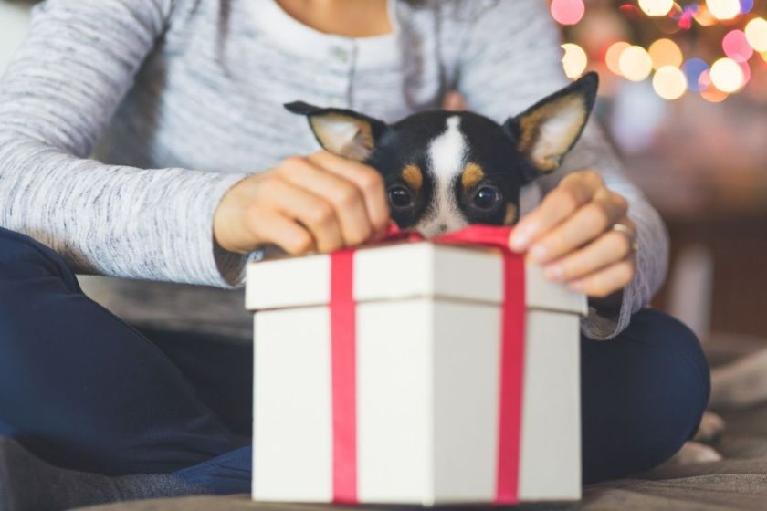 10 Most Useful Dog Christmas Gifts of 2021 for Pets & Dog Parents