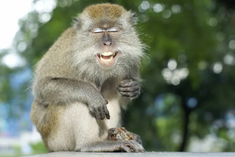 30 Monkey Puns and Jokes That Are Ape-solutely Hilarious