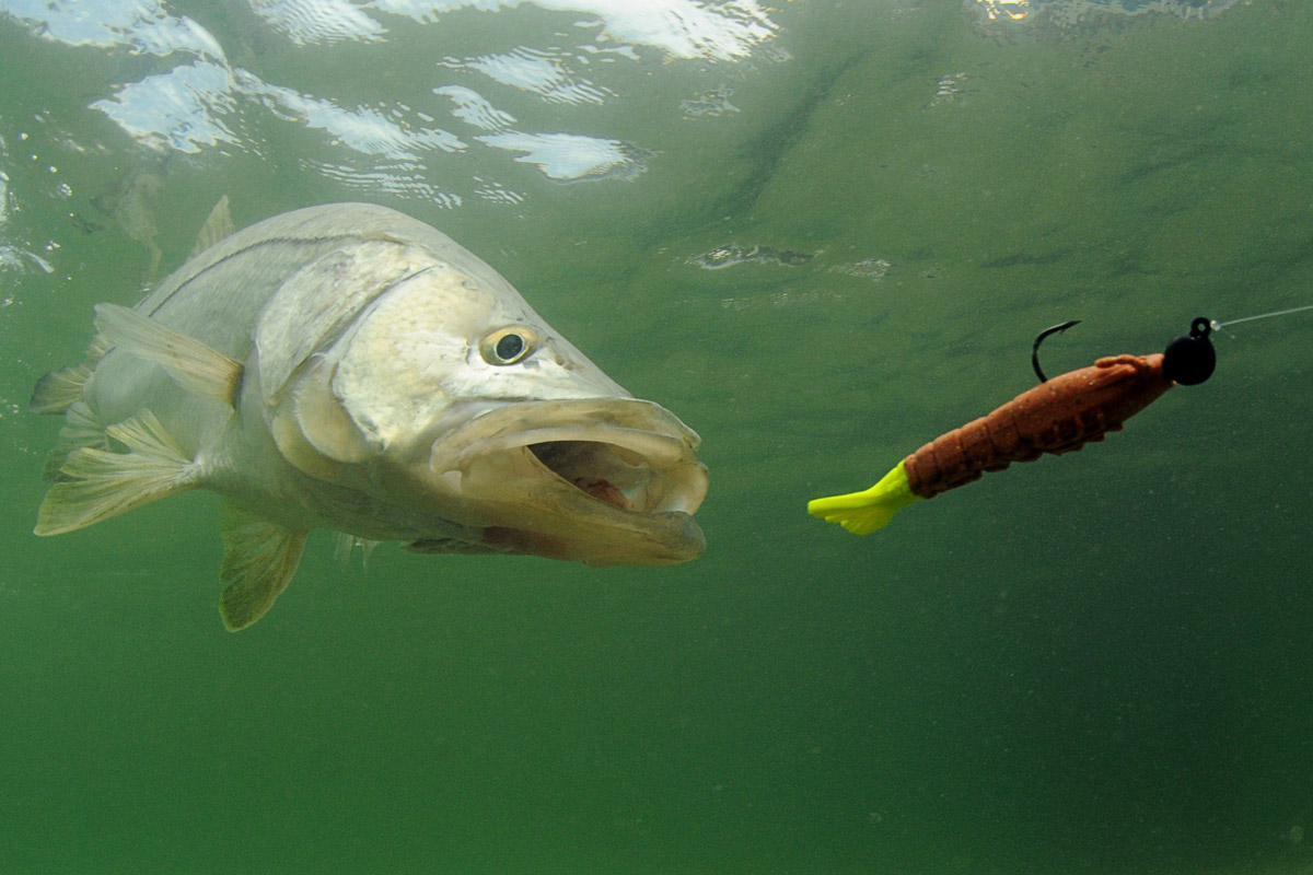 6 Best Lures for Inshore Saltwater Fishing - Wide Open Spaces