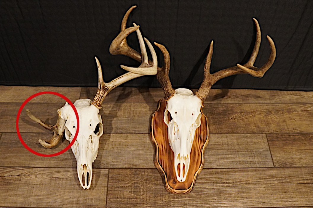 7 Awesome DIY Deer Antler Crafts - Wide Open Spaces