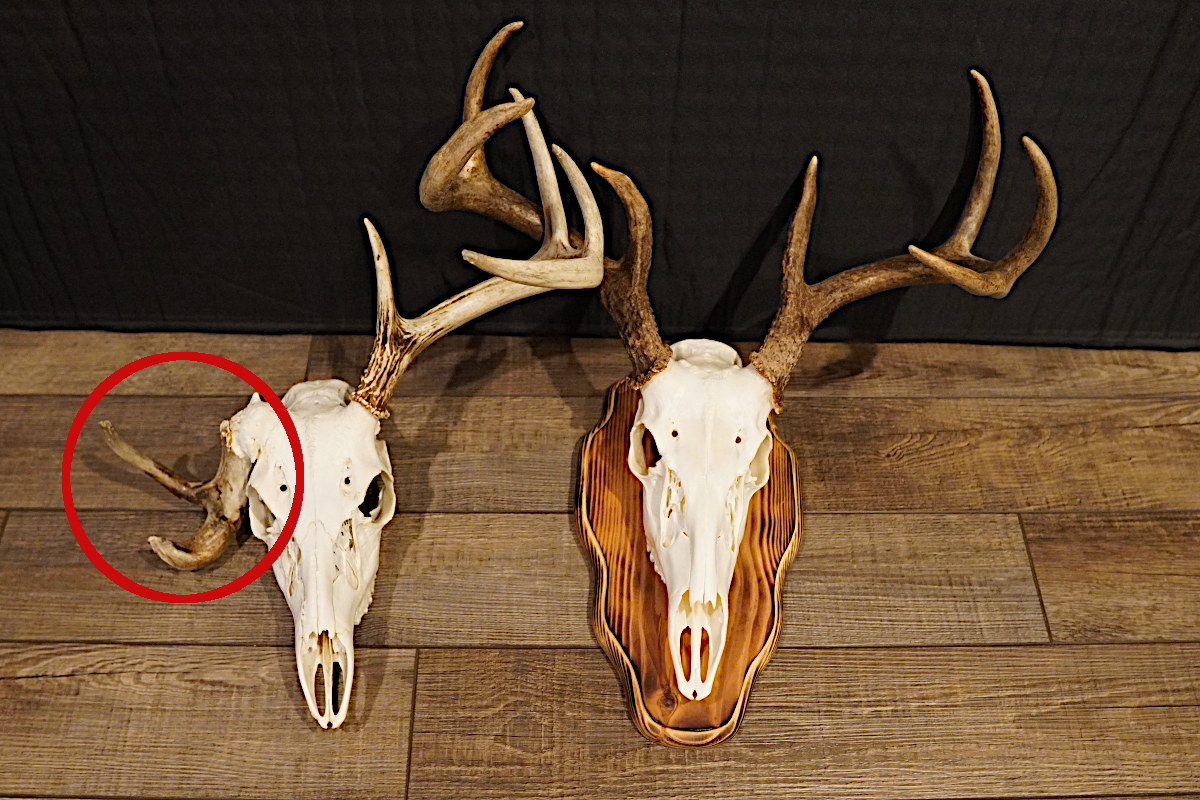 Typical vs. Non-Typical Deer: Understanding the Difference