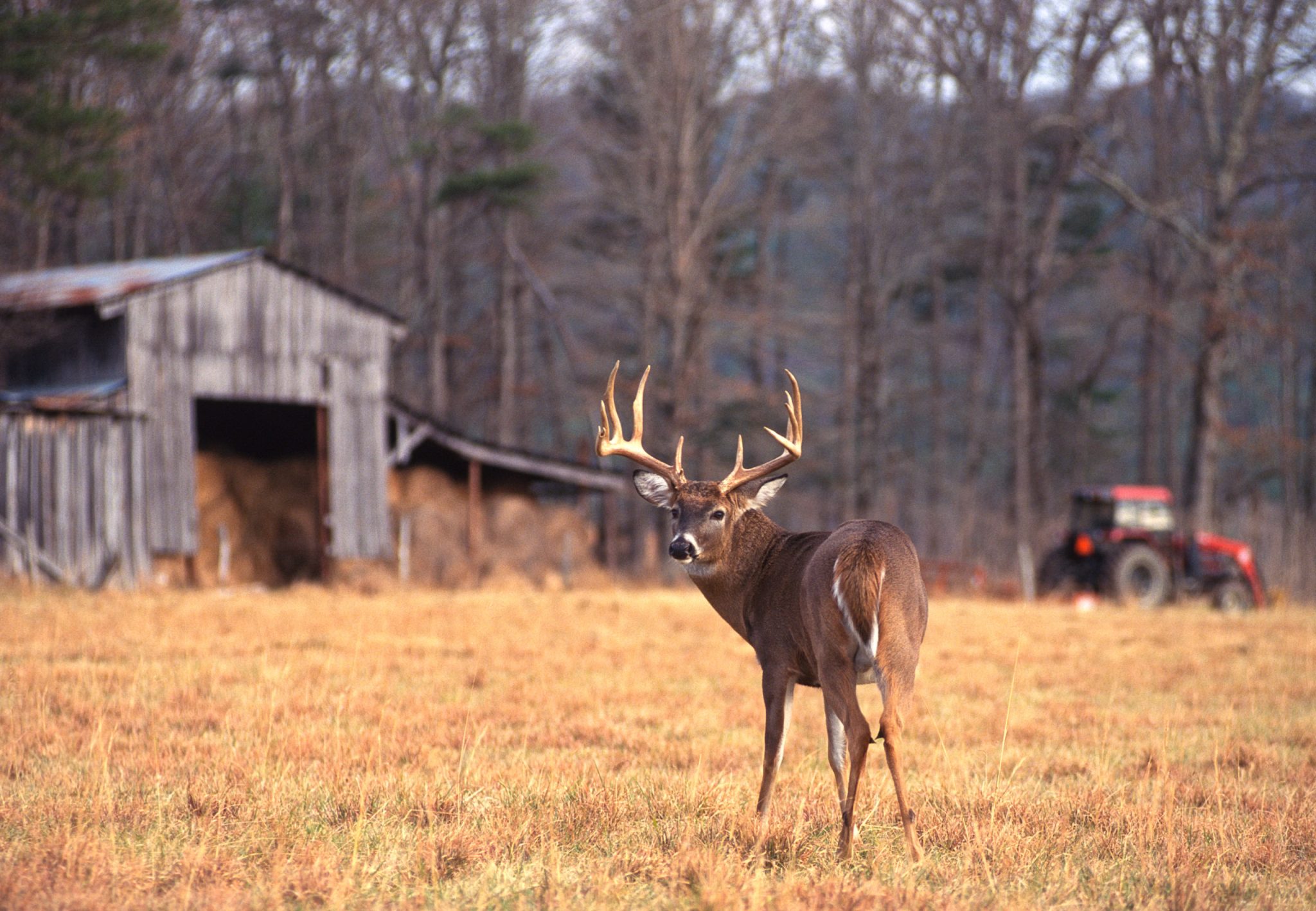 Typical vs. Non-Typical Deer: Understanding the Difference