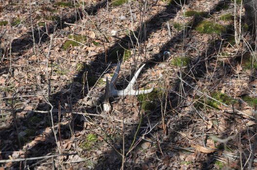 When Do Deer Shed Their Antlers? The Factors That Affect The Yearly ...