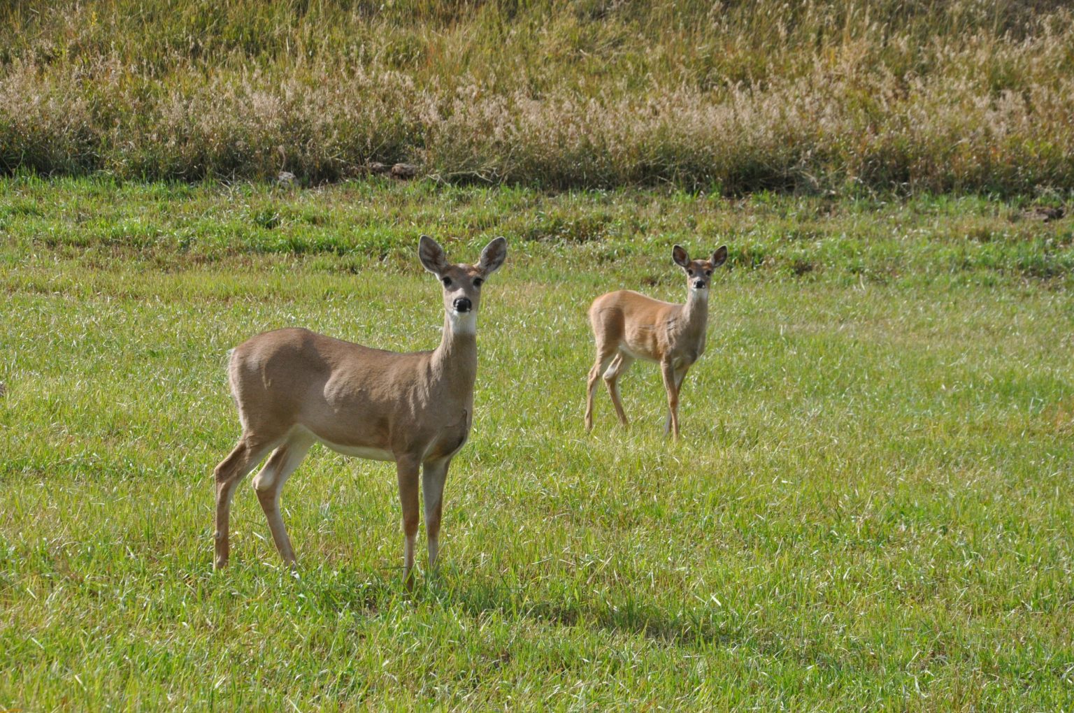 When Is the Best Time to Fill Your Antlerless Deer Tags? - Wide Open Spaces