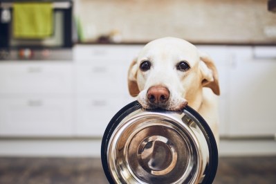 Venison Dog Food: How to Make It Healthy for Your Pet